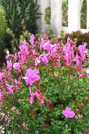 Geranium x cantabrigiense 'Westray' | Geranium macrorrhizum 'Westray ...