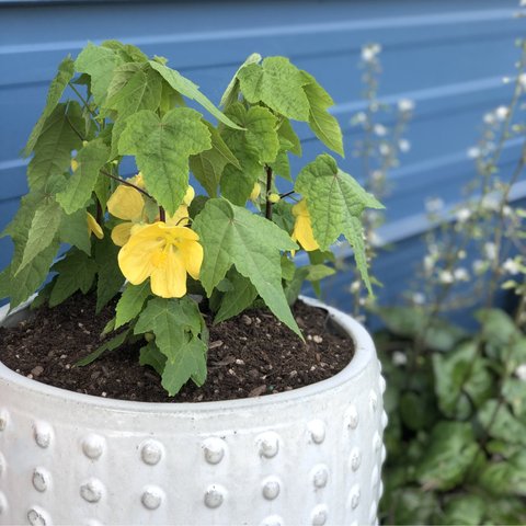 Abutilon Lucky Lantern™ Yellow | Abutilon 'NUABYELL' | Abutilon hybrida ...