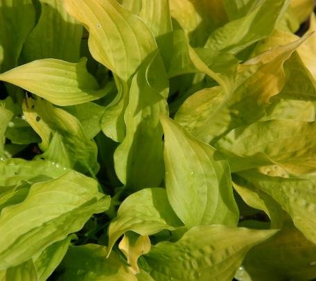 Hosta 'Sunlight Child' | | plant lust