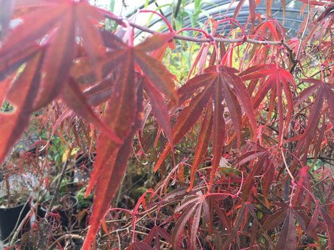Acer palmatum 'Red Spire' | Red Spire Japanese Maple | plant lust