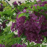 Robinia 'Purple Robe' | Robinia pseudoacacia 'Purple Robe' | Robinia ...