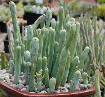 Baculellum from multiple nurseries on Plant Lust