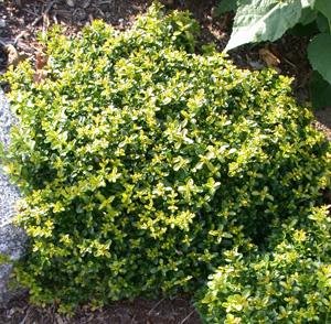 Buxus microphylla 'Morris Midget' | Buxus microphylla | Buxus ...