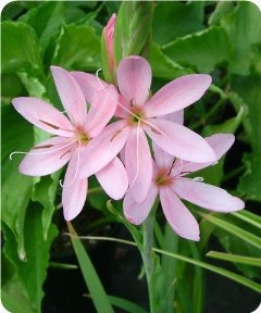 Hesperantha coccinea 'November Cheer' | Schizostylis coccinea 'November ...