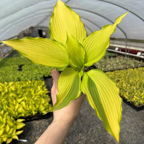 Hosta 'Dancing Darling' | | plant lust