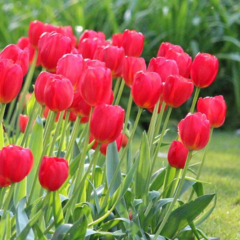 Tulipa 'Parade' | Parade Tulip | plant lust