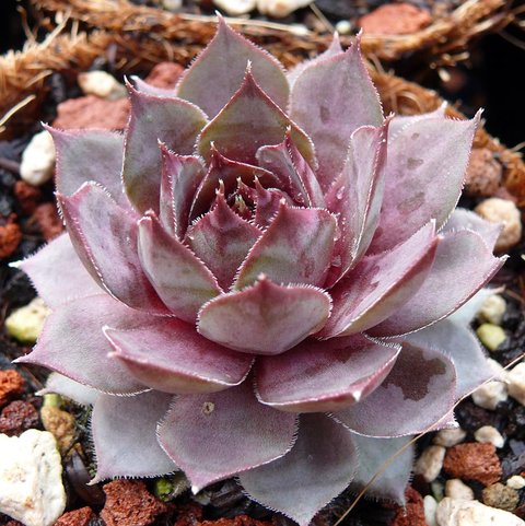 Sempervivum 'Silverine' | | plant lust