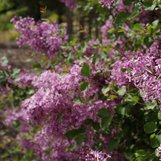 Syringa Bloomerang® Purple PP20575 | Syringa x 'Penda Bloomerang Purple ...