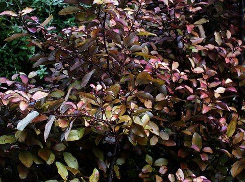 Pseudowintera colorata | Mountain Horopito | New Zealand Pepper Tree ...