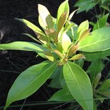 Illicium anisatum | Anise Shrub | Japanese Anise | Japanese Star-Anise ...
