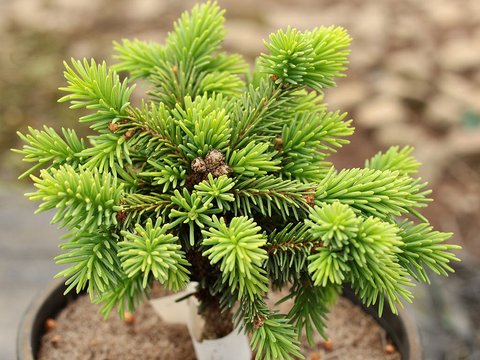 Picea abies 'Julian' | Julian Norway Spruce | plant lust