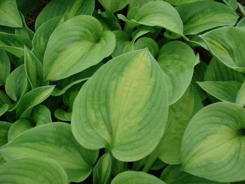 Hosta 'Little Sunspot' | Little Sunspot Plantain Lily | plant lust