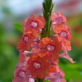 Stachytarpheta mutabilis | Coral Porterweed | Orange Porterweed | Pink ...