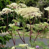 Selinum wallichianum | Selinum tenuifolium | Cow Parsley | plant lust