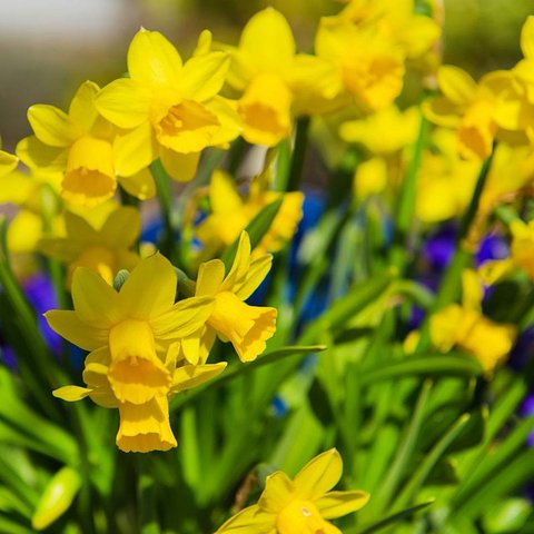 Narcissus 'Quail' | Quail Daffodil | plant lust