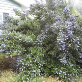 Ceanothus 'Victoria' | Ceanothus impressus 'Victoria' | Ceanothus ...