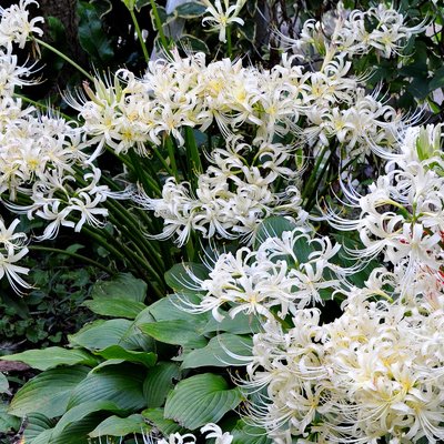 Lycoris x albiflora | Lycoris albiflora | White Spider Lily | White ...
