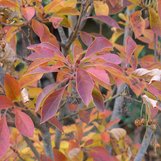 Enkianthus campanulatus 'Red Volcano' | | plant lust