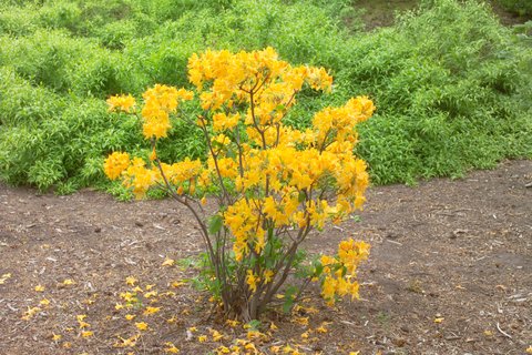 Golden Lights Azalea | Azalea 'Golden Lights' | plant lust