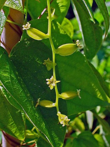 Dioscorea villosa | Dioscorea paniculata | Wild Yam | plant lust