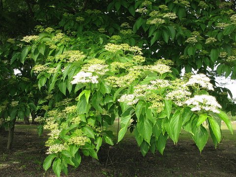 Cornus macrophylla | Swida macrophylla | Bigleaf Dogwood | Large-Leaf ...
