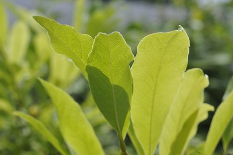 Magnolia x loebneri 'Spring Snow' | Magnolia 'Spring Snow' | Magnolia ...