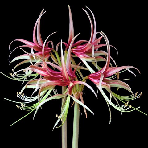 Hippeastrum 'Chico' | Amaryllis 'Chico' | plant lust