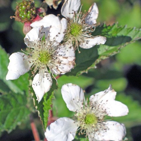 Navaho Highbush Blackberry | Rubus argutus 'Navajo' | plant lust