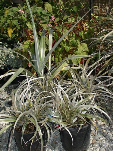 Astelia nivicola 'Red Gem' | | plant lust