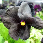 Viola triloba | Three-lobed Violet | plant lust