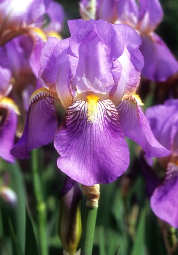 Iris 'Queen of May' | Iris germanica 'Queen of May' | Queen of May ...