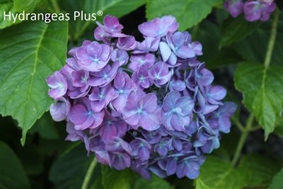 Hydrangea macrophylla 'Trophy' | | plant lust