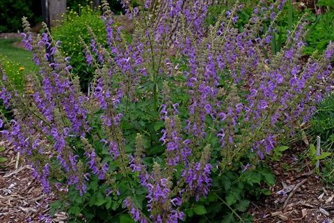 Salvia miltiorrhiza | Danshan| plant lust