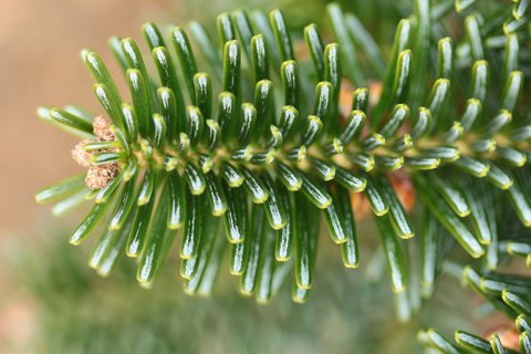 Abies numidica 'Drath' | Drath Algerian Fir | plant lust