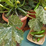 Astia Summer Squash Zucchini | Zucchini 'Astia' | Container Zucchini ...