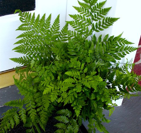 Rumohra adiantiformis 'Iberia' | Iron Fern | Leatherleaf Fern | plant lust
