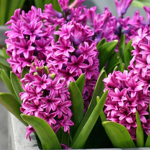Hyacinthus orientalis 'Miss Saigon' | Miss Saigon Hyacinth | plant lust