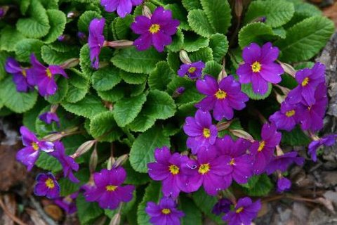 Primula 'Wanda' | plant lust
