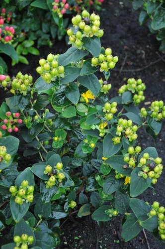Hypericum x inodorum Magical® Victory | Hypericum 'Kolmavi Magical ...