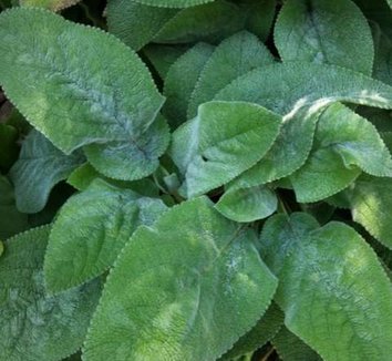 Stachys from multiple nurseries on Plant Lust