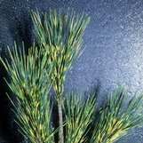Pinus koraiensis 'Dragon's Eye' | Pinus koraiensis 'Dragon Eye' | Pinus ...