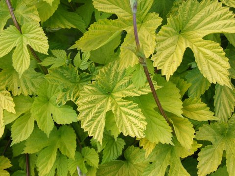 Humulus lupulus 'Aureus' | Humulus lupulus 'Aurea' | Humulus lupulus ...