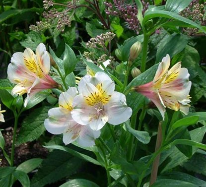 Alstroemeria Hybrid [cream-white tall] | Peruvian Lily | Princess Lily ...