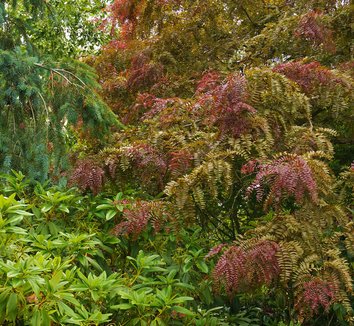 Gleditsia triacanthos 'Emerald Cascade' | Gleditsia triacanthos ...