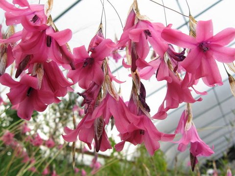 Dierama floriferum | plant lust