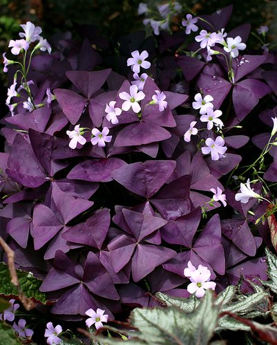 Oxalis triangularis ssp. papilionacea 'Mijke' | Oxalis regnellii var ...