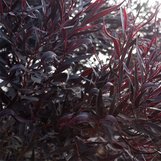 Agonis flexuosa 'Jervis Bay Afterdark' | Agonis flexuosa 'After Dark ...