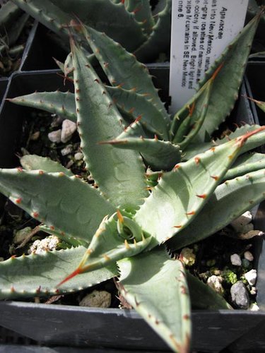 Agave gracilipes 'Guadalupe' | Agave x gracilis | plant lust
