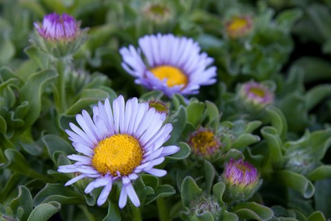 Erigeron glaucus 'Cape Sebastian' | Cape Sebastian Seaside Daisy ...