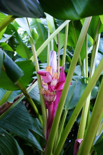 Musa ornata | plant lust